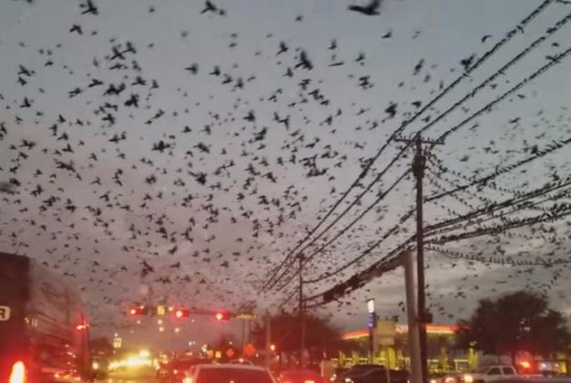 Terrifying End Times Video: Thousands of Birds Descend on Texas Mall
