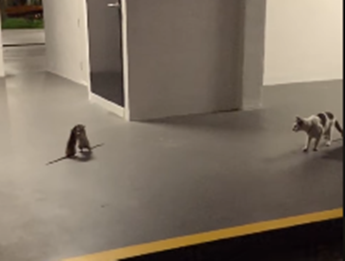 Woman Shares Video of Cat Watching Two Rats Fighting Each Other