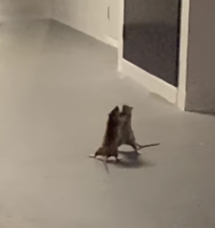 Woman Shares Video of Cat Watching Two Rats Fighting Each Other