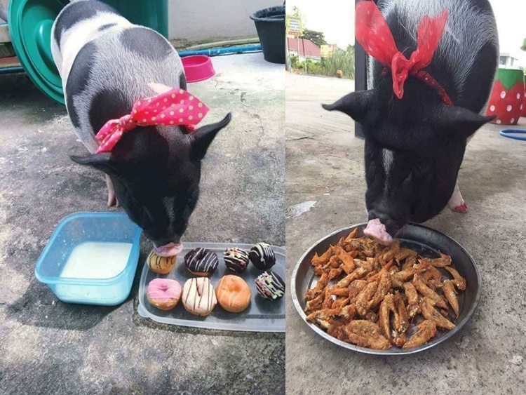 Hilarious Photos of Swine Eating Delicious Foods Elicit Comments Online