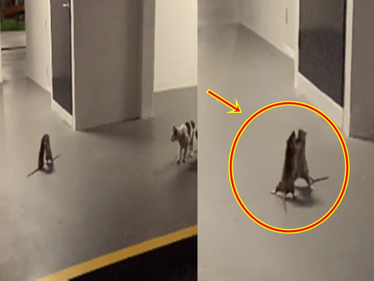 Woman Shares Video of Cat Watching Two Rats Fighting Each Other