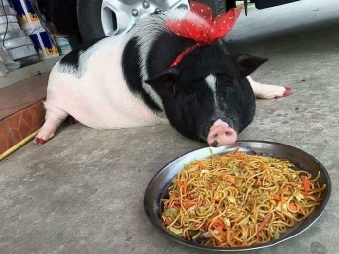 Hilarious Photos of Swine Eating Delicious Foods Elicit Comments Online