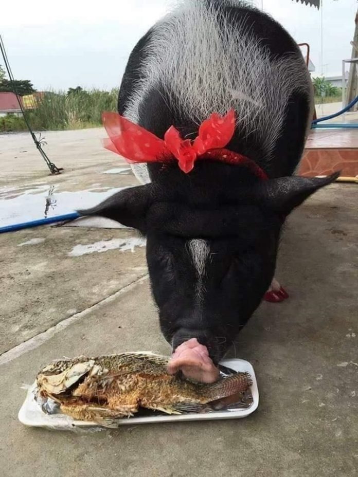 Hilarious Photos of Swine Eating Delicious Foods Elicit Comments Online