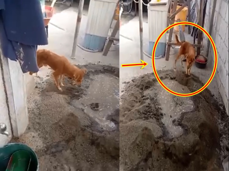 Hardworking Dog Performing Construction Works Goes Viral