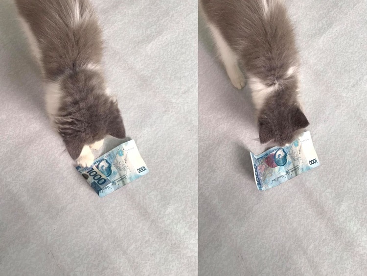 Lady Netizen Gets Surprised After Her Cat Brings P1,000 Bill