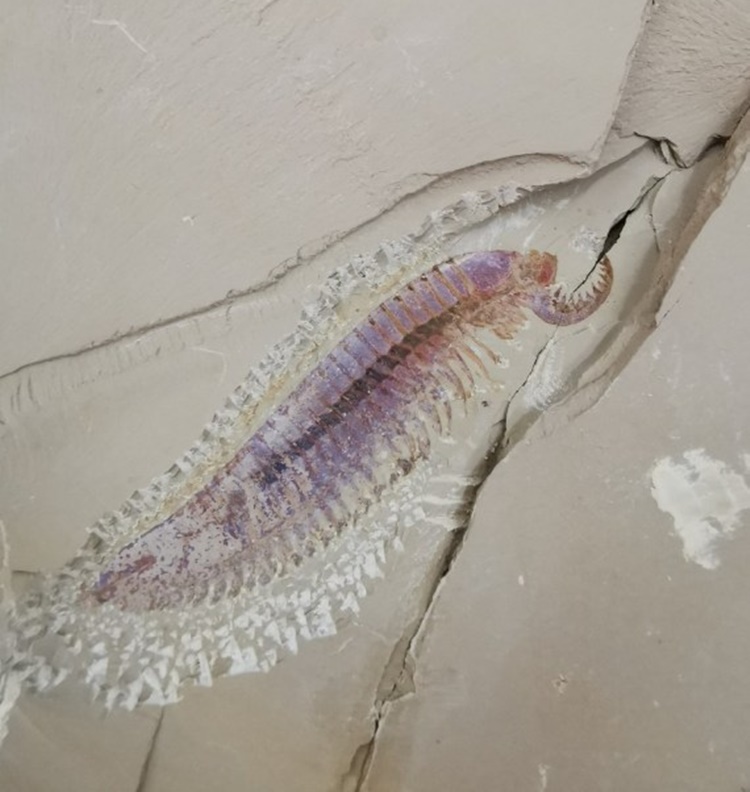 5 Eyed Fossil Shrimp Discovered in China, Dubbed as “Missing Link”