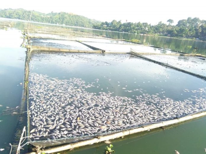Fish Kill in Lake Sebu, South Cotabato Reaches P21-M Damage Costs