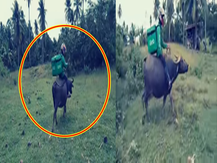 Funny Video of Grab Rider Riding Carabao Goes Viral