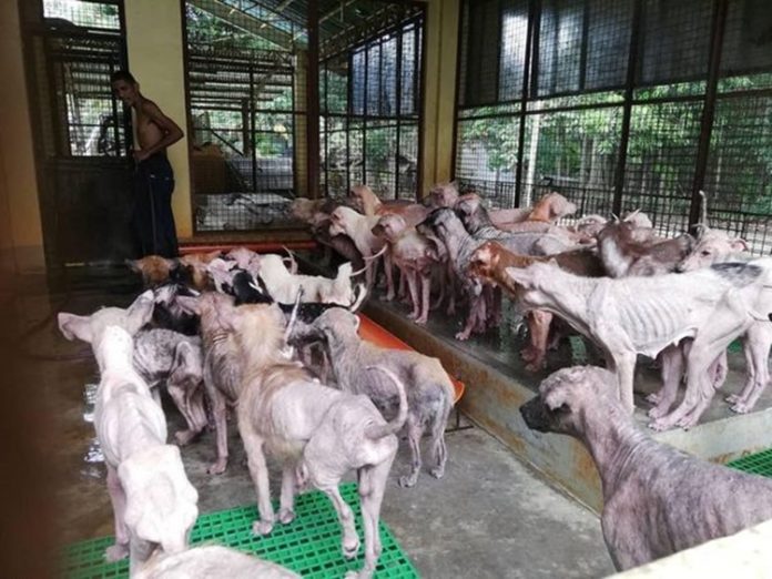 Poor Dogs at Pound in Dipolog Suffer Diseases & Malnutrition