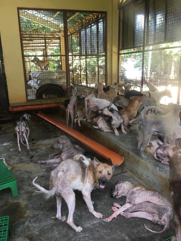 Poor Dogs at Pound in Dipolog Suffer Diseases & Malnutrition