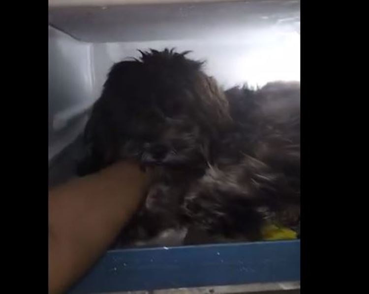 Adorable Dog Stays Inside Fridge Due to Hot Weather Condition