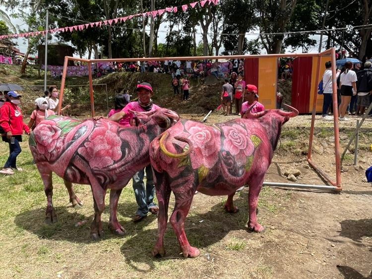 Farmer Paints Own “Kalabaw” w/ Pink to Show Support for Leni Robredo