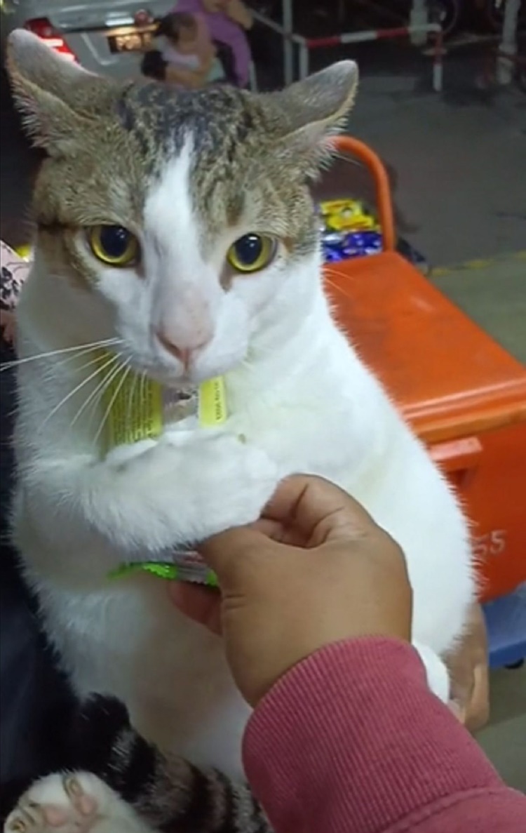 Adorable Cat Being Protective of Its Snack Goes Viral Online