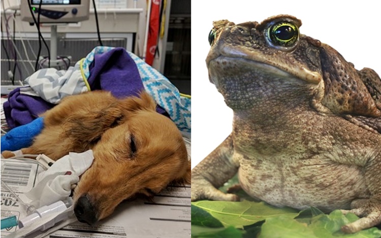 Cane Toad Dog Poison Symptoms - What You Need To Know