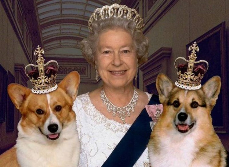 Queen Elizabeth's Dogs: Prince Andrew's Spox Reveals What Will Happen ...
