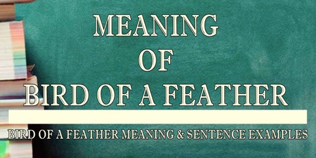 Bird Of A Feather Meaning & Sentence Examples