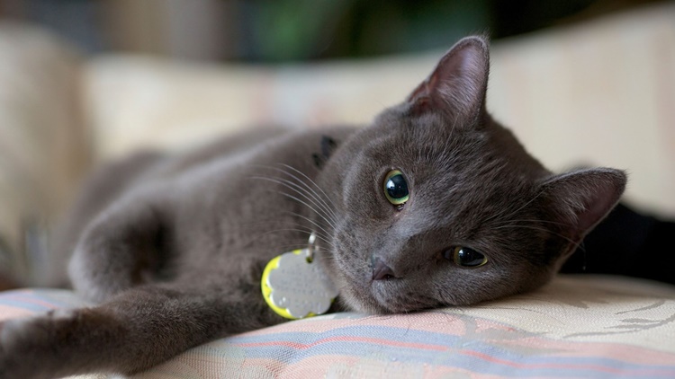 Rabies in Cats? Here's What You Should Know When You Have Been Bitten