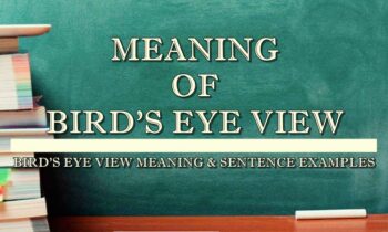 Bird’s Eye View Meaning & Sentence Examples