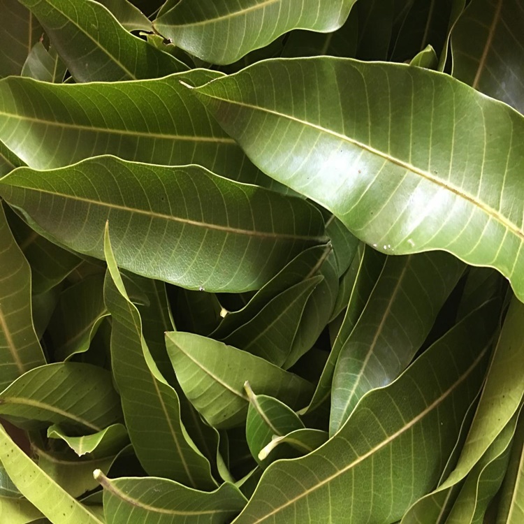 Mango Leaves Being Sold for P1,600 Per Kilo in US Went Viral