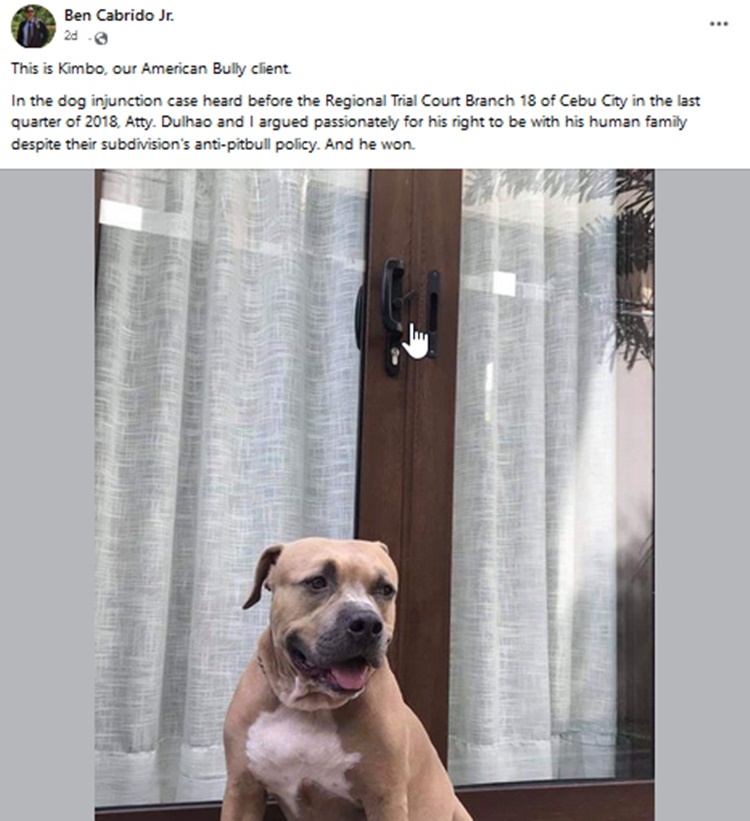 American Bully Dog in Cebu City Wins Case Vs. Subdivision w/ Anti ...