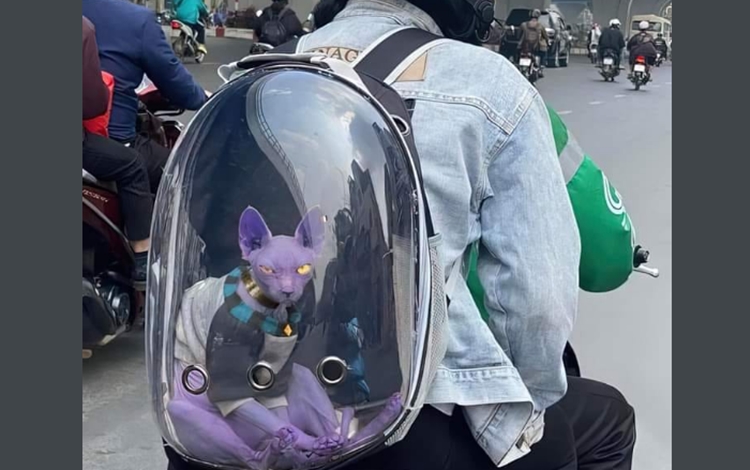 Lord Beerus Inside Transparent Cat Backpack Goes Viral: "Nakasalalay ...