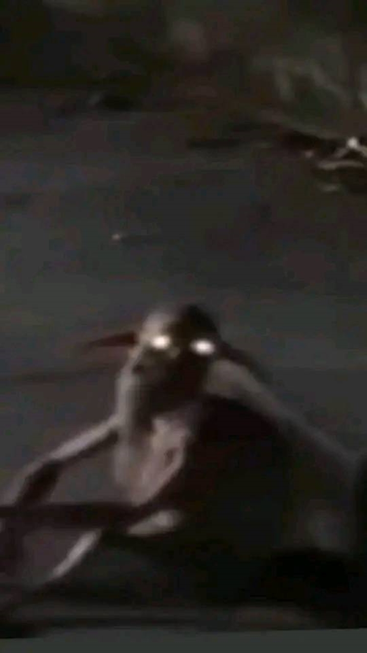 Mythical Creature 'Sigbin' Allegedly Spotted in Butuan City