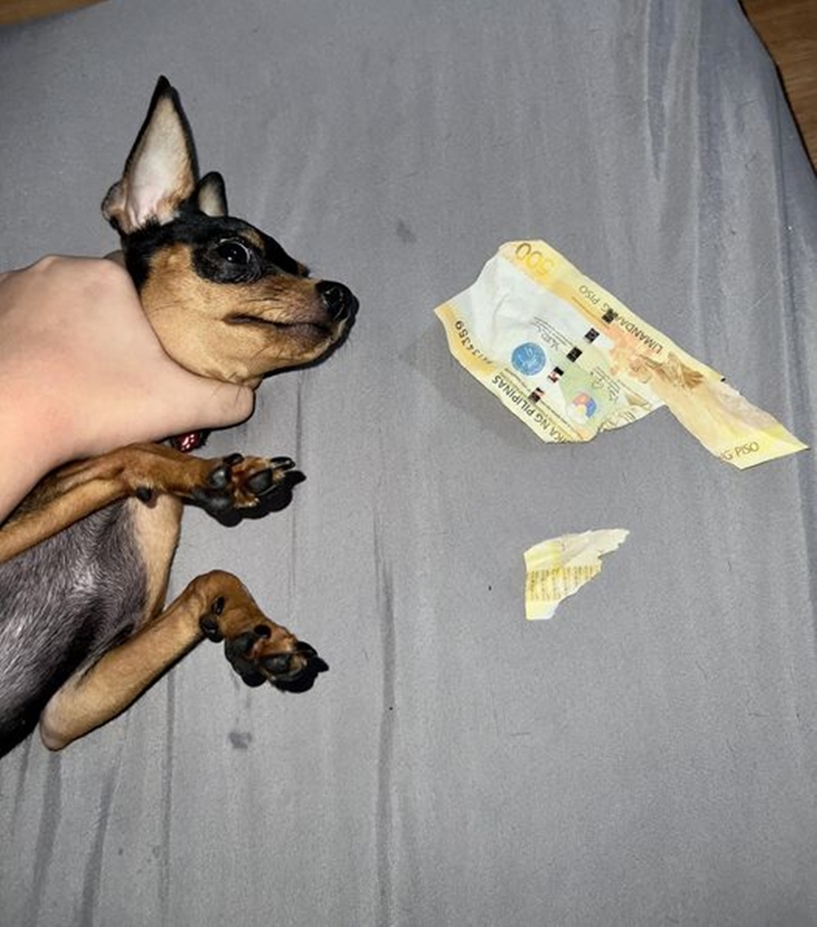 Dog Owner 'Dismayed' at Pet for Shredding her P500: "Yung dog food mo ...