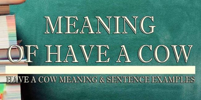Have A Cow Meaning & Sentence Examples