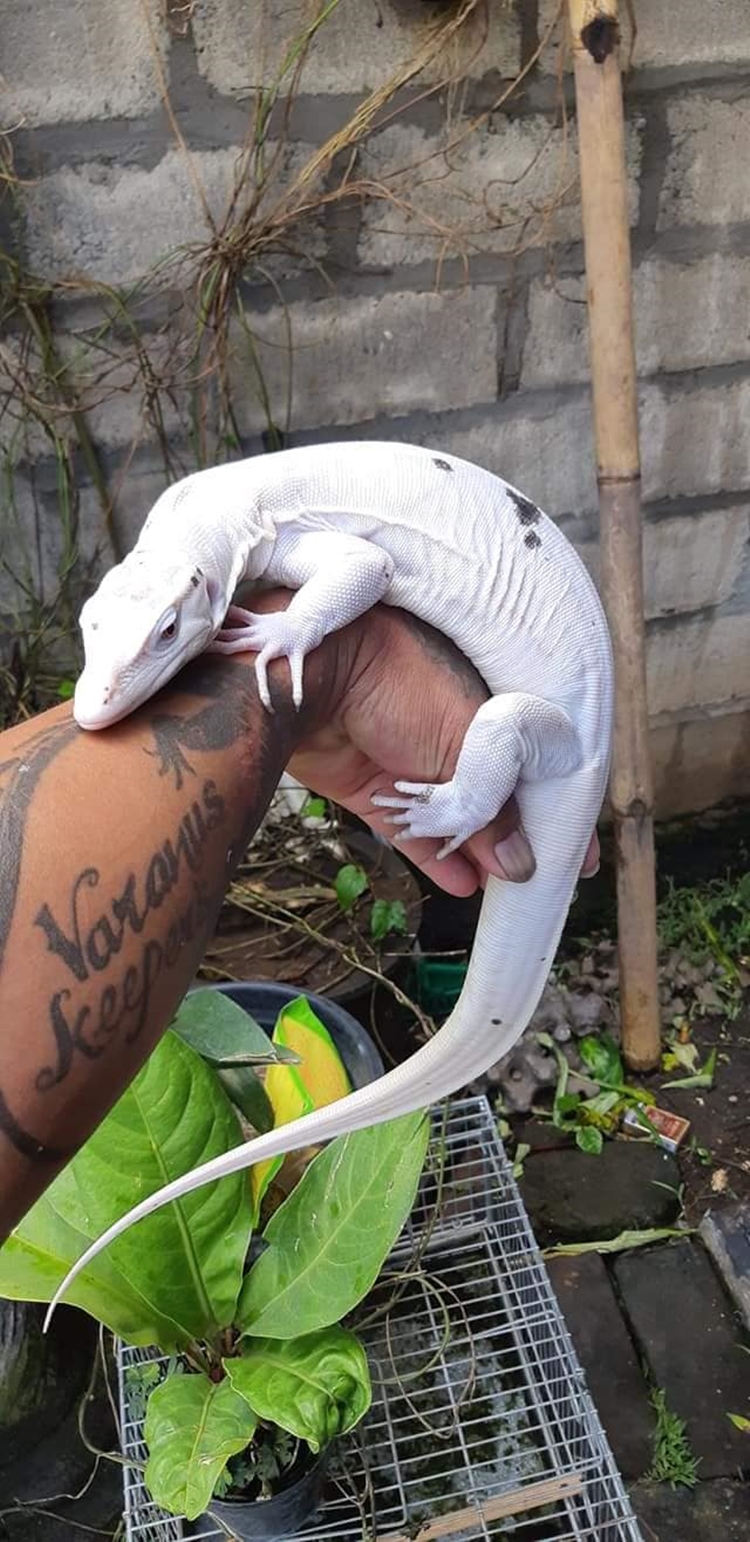 Netizen Flexes Rare Water Monitor Lizards: "Epic!"