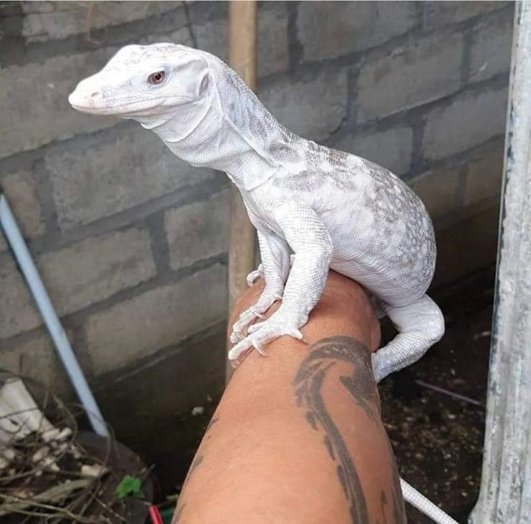 Netizen Flexes Rare Water Monitor Lizards: "Epic!"