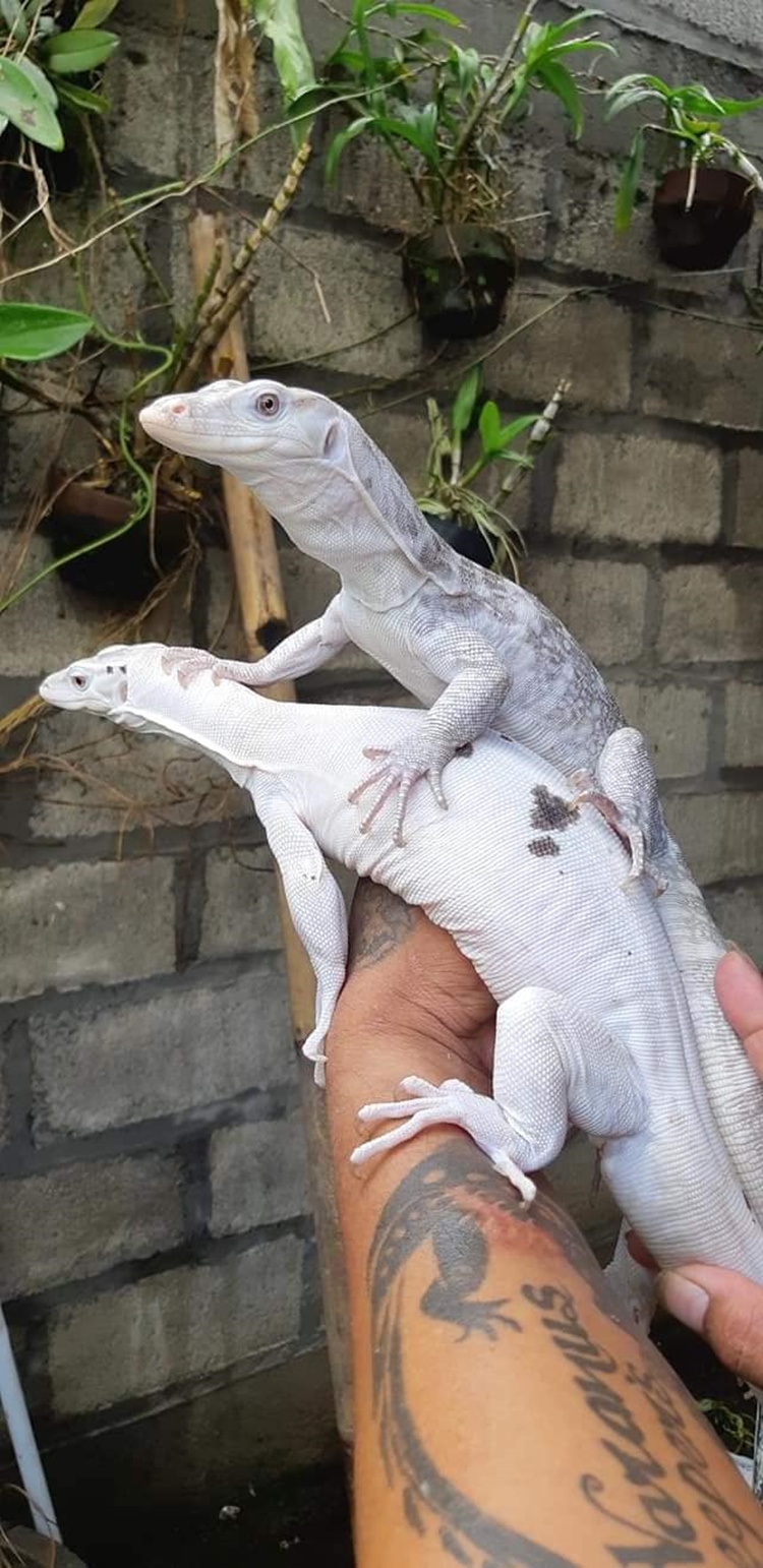Netizen Flexes Rare Water Monitor Lizards: "Epic!"