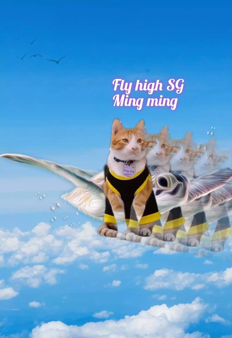 MINGMING - Security Cat at WCC Passes Away