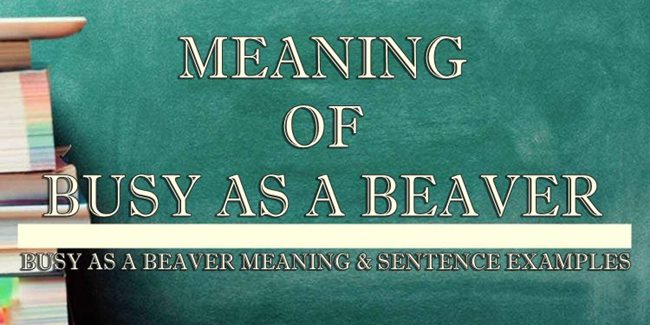 Busy As A Beaver Meaning & Sentence Examples