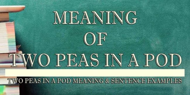 Two Peas In A Pod Meaning & Sentence Examples