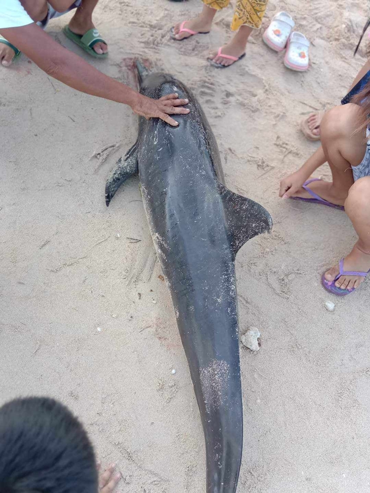 Dolphin Dies a Day After Being Rescued in Cebu | Newspapers