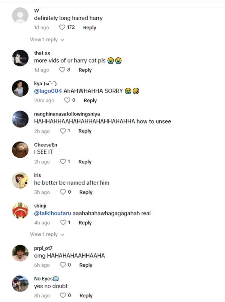 Cat That Looks Like Harry Styles Goes Viral | Newspapers