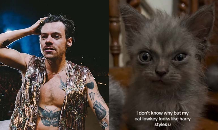 Cat That Looks Like Harry Styles Goes Viral | Newspapers