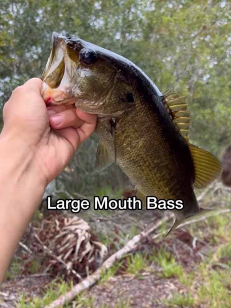 Content Creator Eats Fish Infested With Tapeworms to Become Viral ...