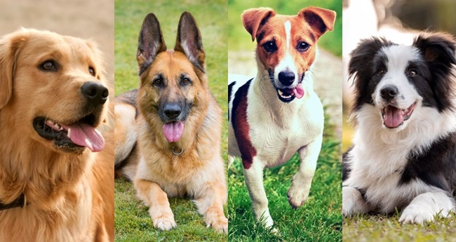 Dog Temperament & Personality Traits Based on Breed | Newspapers