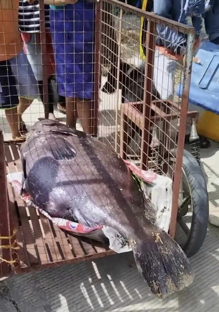 Giant Lapu-Lapu Caught in Negros Oriental; "Signos"? | Newspapers