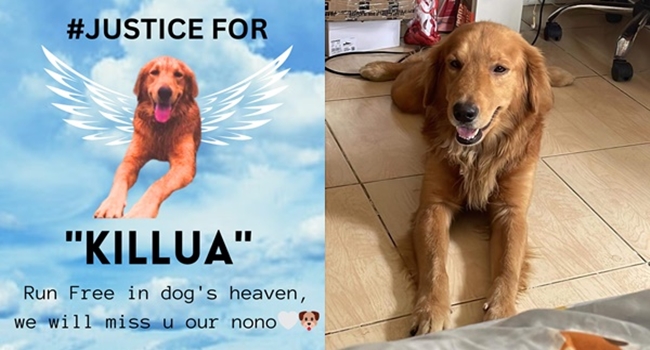 Golden Retriever Named Killua Killed, Placed Inside a Sack | Newspapers