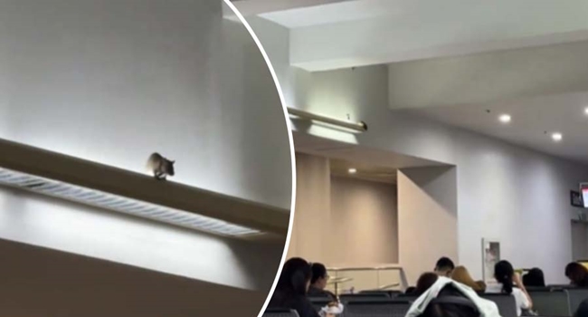 Rat Spotted Wandering Around NAIA | Newspapers