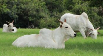 Guinness Most Expensive Cow Sold for 246 Million Pesos | Newspapers