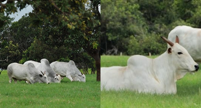 Guinness Most Expensive Cow Sold for 246 Million Pesos | Newspapers