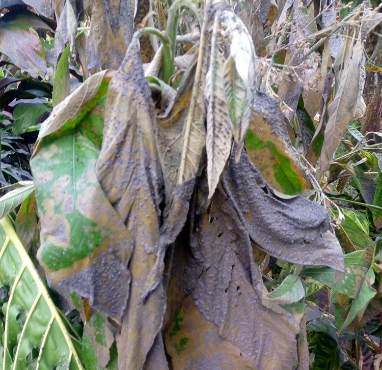 Volcanic Ashfall - Things to Do Before, During and After | Newspapers