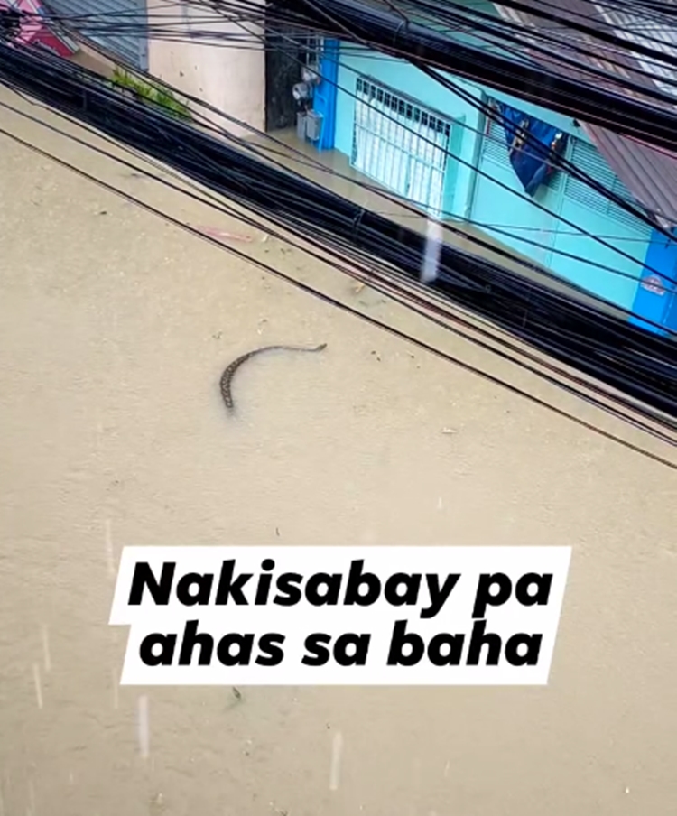 2-Meter Long Snake Spotted Swimming in Marikina Floodwaters Amid ...