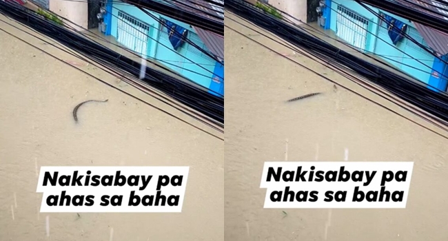 2-Meter Long Snake Spotted Swimming in Marikina Floodwaters Amid ...