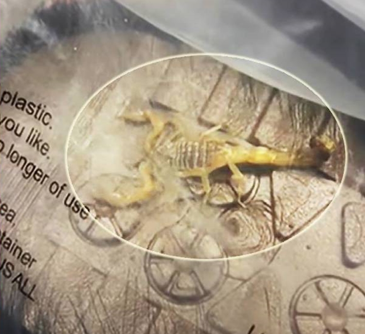 Student Finds Venomous Scorpion in Parcel Ordered from Shein | Newspapers