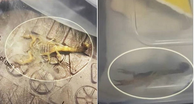 Student Finds Venomous Scorpion in Parcel Ordered from Shein | Newspapers