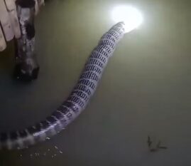 Snake 10 Times More Venomous Than Cobra Spotted During Flooding in ...